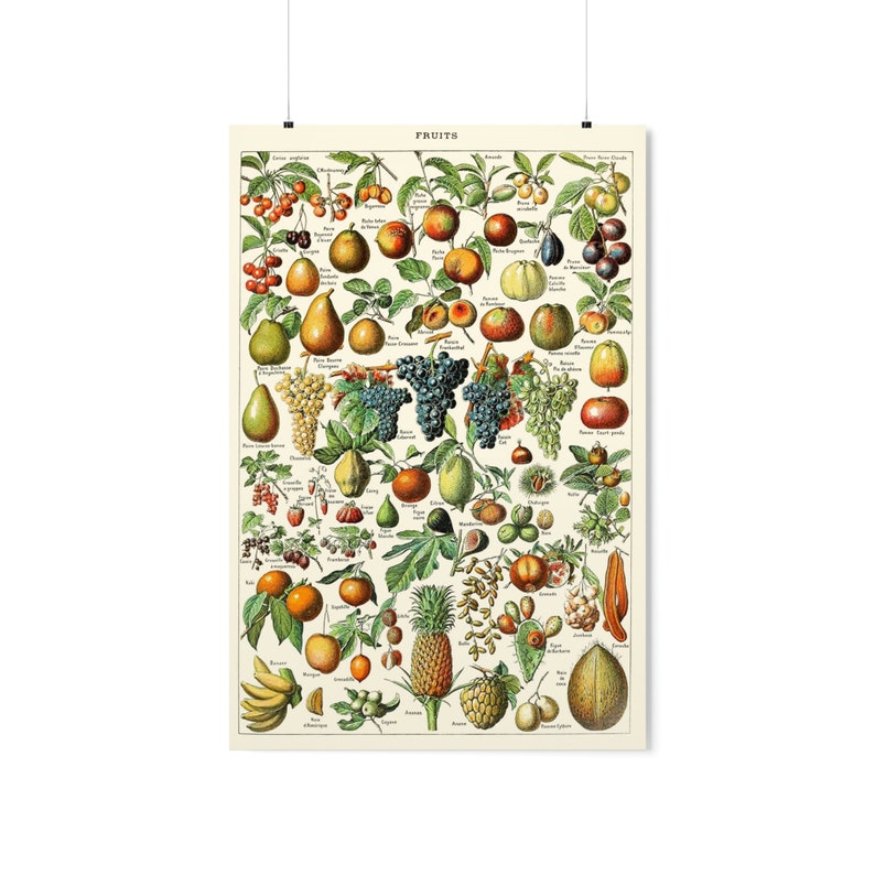 Vintage French Fruit Chart Poster Botanical Print - Etsy