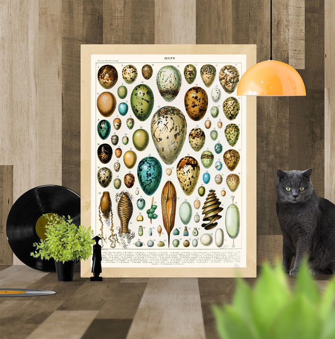 Colorful Eggs Identification Chart Poster Vintage Zoology Print ...