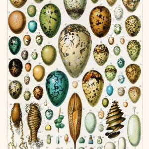Colorful Eggs Identification Chart Poster Vintage Zoology - Etsy
