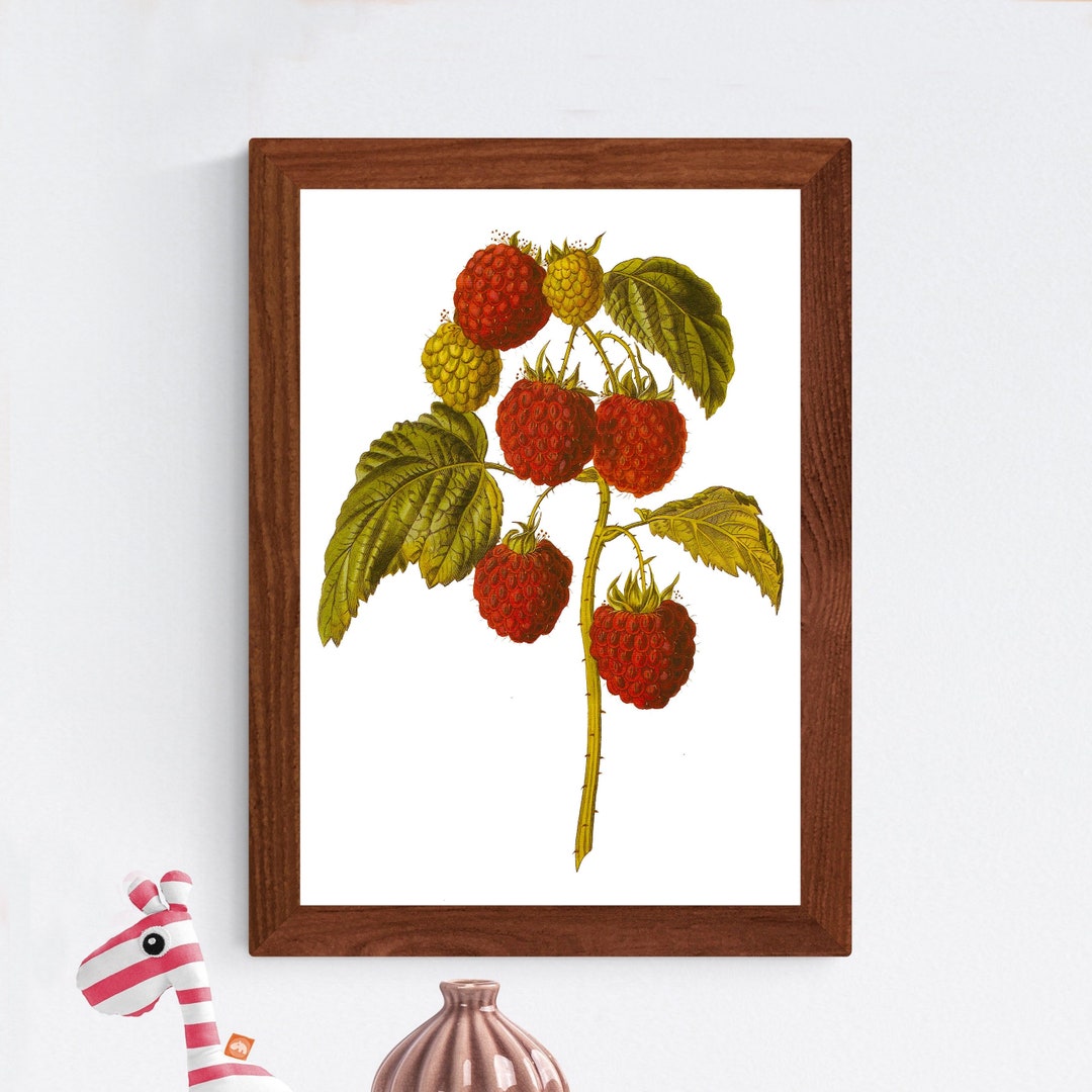 Raspberry Branch Art Print Poster | Vintage Raspberry Print, Fruit Wall ...