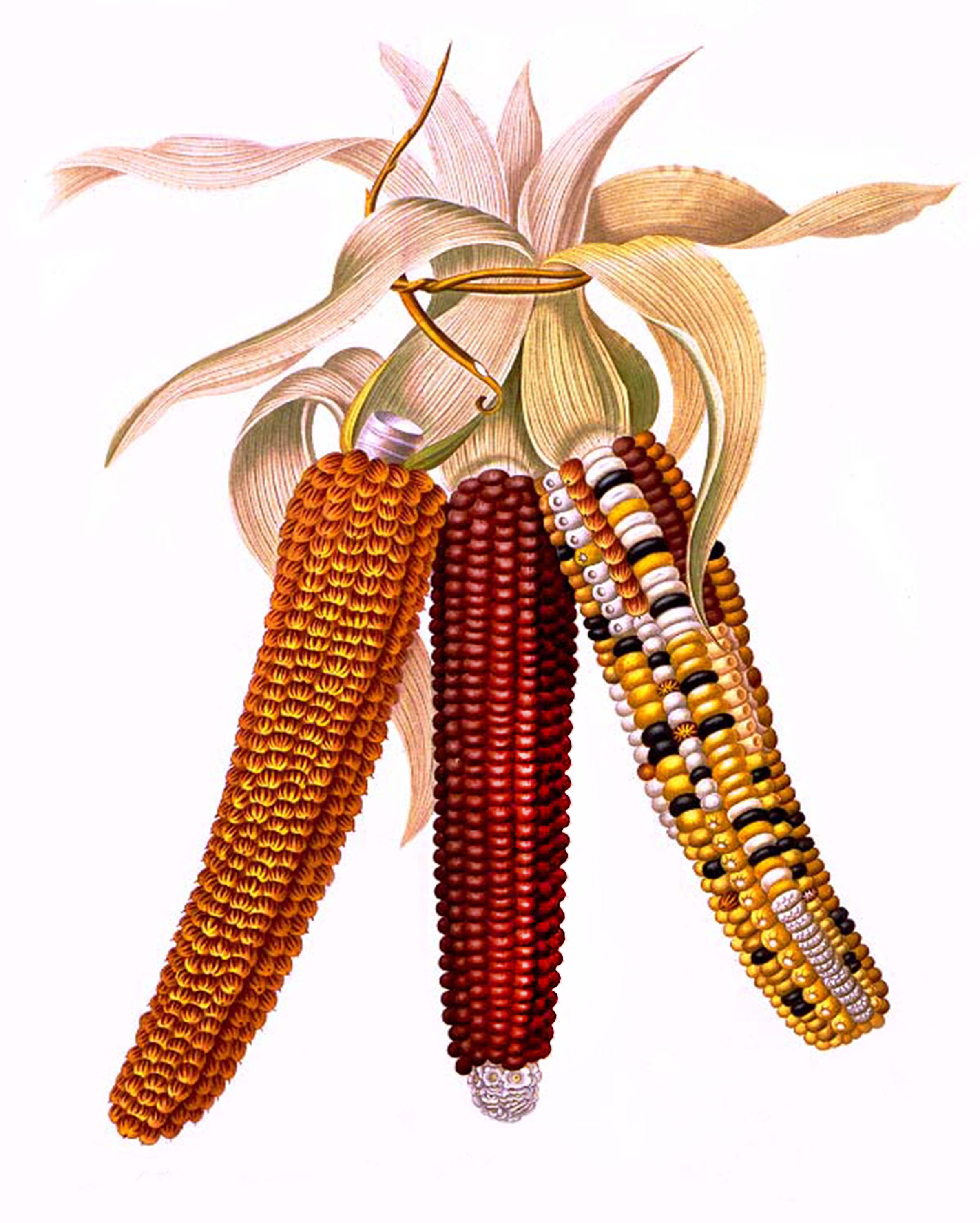 Vintage Indian Corn Art Poster Ornamental Corn Kitchen Poster ...