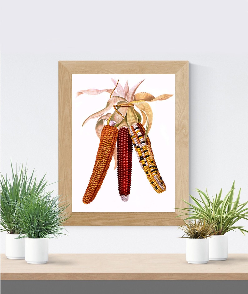 Vintage Indian Corn Art Poster | Ornamental Corn Kitchen Poster ...