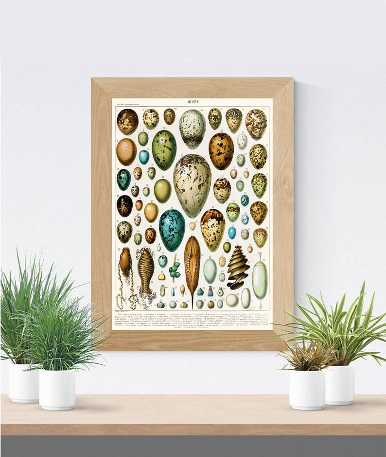 Colorful Eggs Identification Chart Poster | Vintage Zoology Print ...