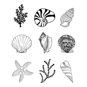 Shell Print Black and White Sea Shell Art Elegant Beach Decor Bathroom ...