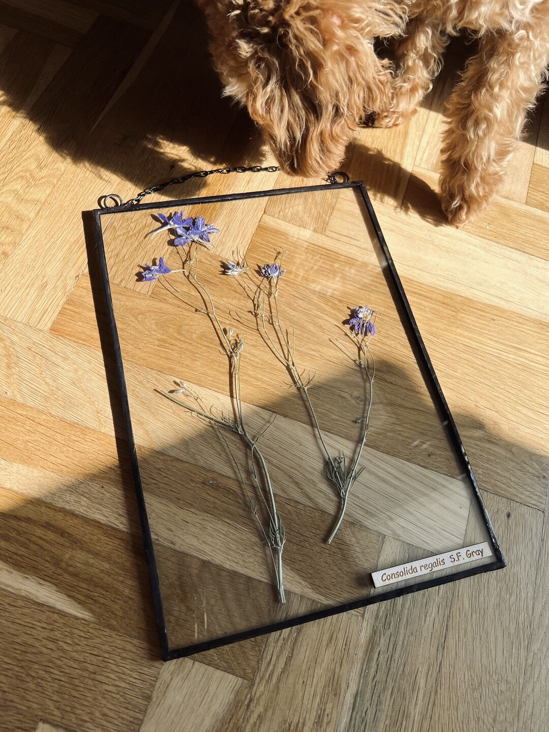 Dried Flowers in a Frame, Behind Glass, Hanging on a Wall/in a Window ...