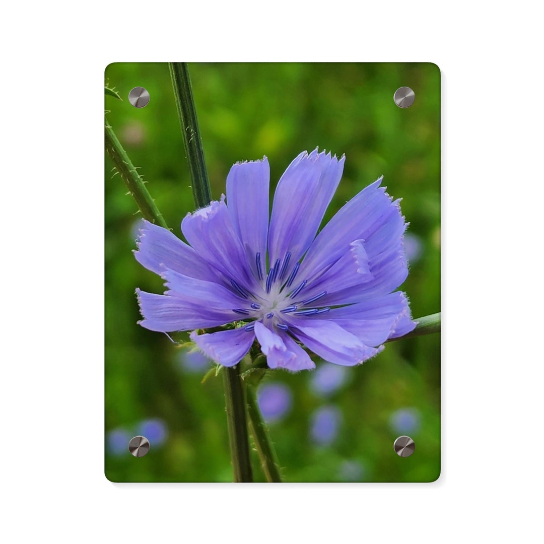 Chicory Flower Photography by ACA Acrylic Wall Art Panel - Etsy