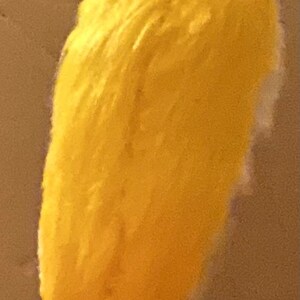 Fursuit Stub Tail attached With Belt Loop - Etsy