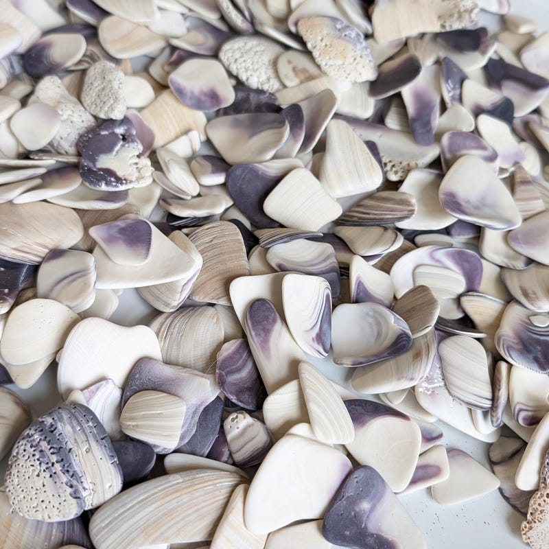 Quahog Shell - Etsy