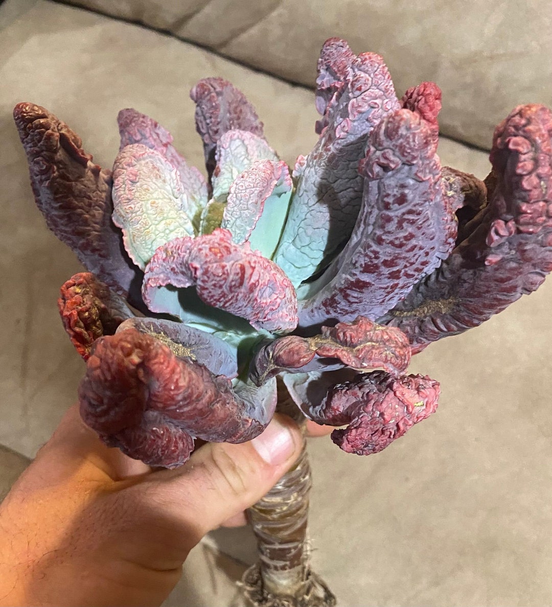 Echeveria Carnival Wave Bumps Imported Succulent Large Aobut - Etsy New ...