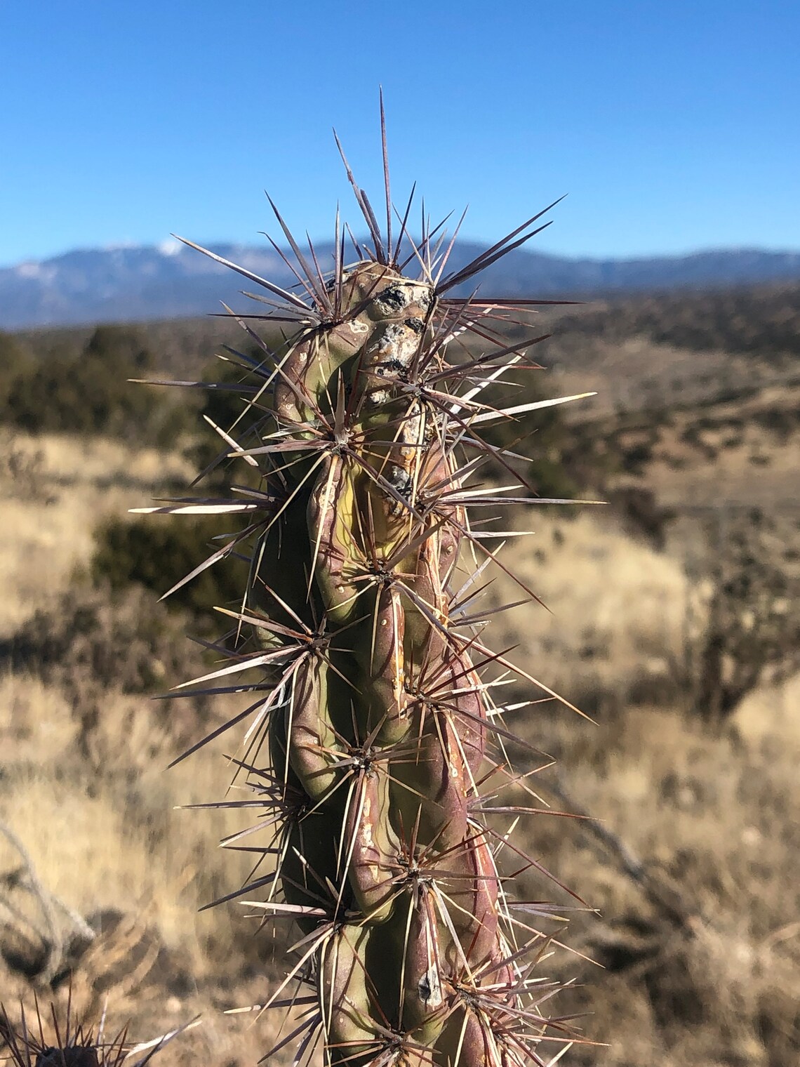 19 Large Cholla Cactus Wood Cross /santa Fe Desert Rustic Religious ...
