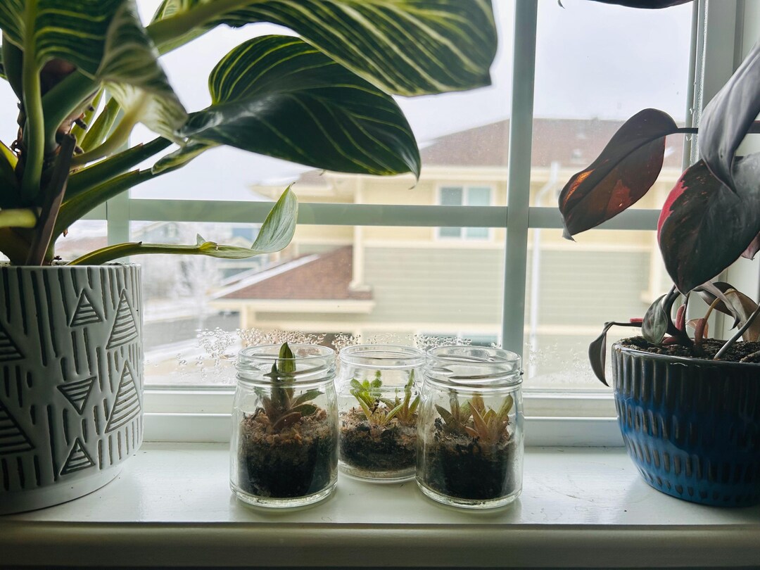 Gasteria Ox Tongue Mini Terrariums - Free Shipping - Etsy