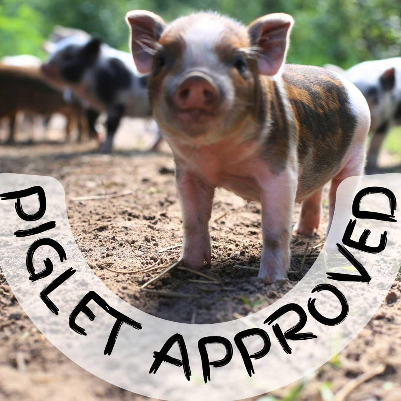 Handcrafted Healing Boxes for Your Skin Soap salve lotion Organic ...