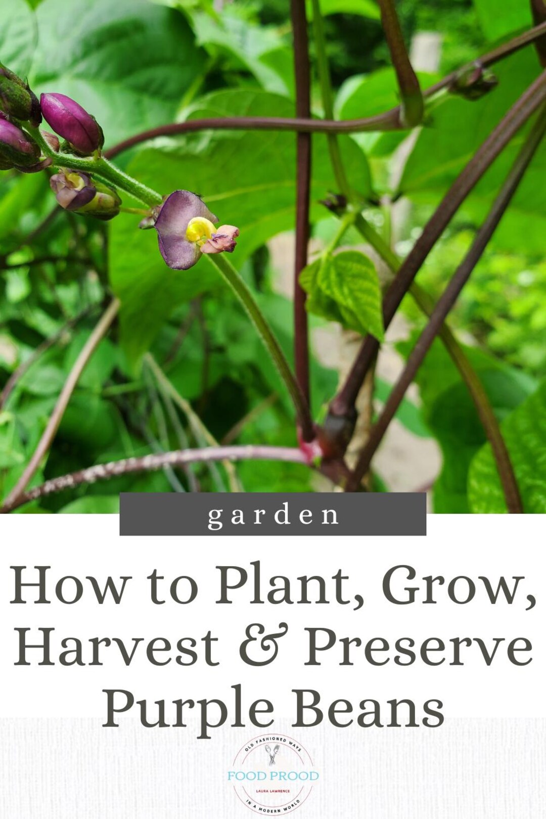 Heirloom Purple Podded Pole Bean Seeds | Non-gmo, Organic | Garden ...