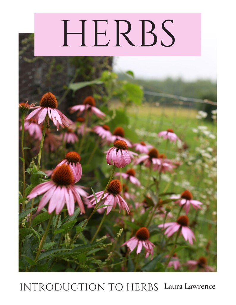 Introduction to Herbs - Download & Print Instantly – Start Your Herbal ...