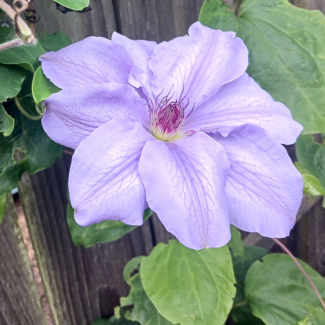 Purple Starflower and University of WA. Stadium From the Water, During ...