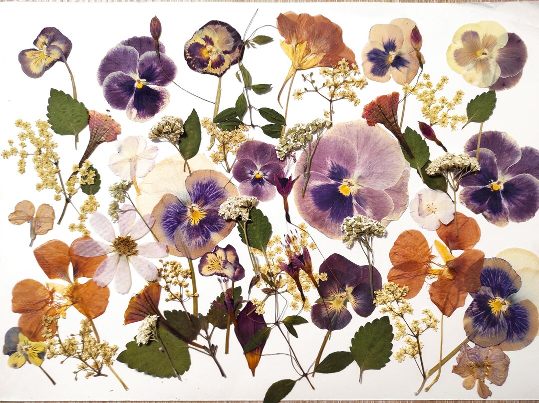 Edible Flowers for Cake Decoration, Edible Pressed Flowers, Pressed ...