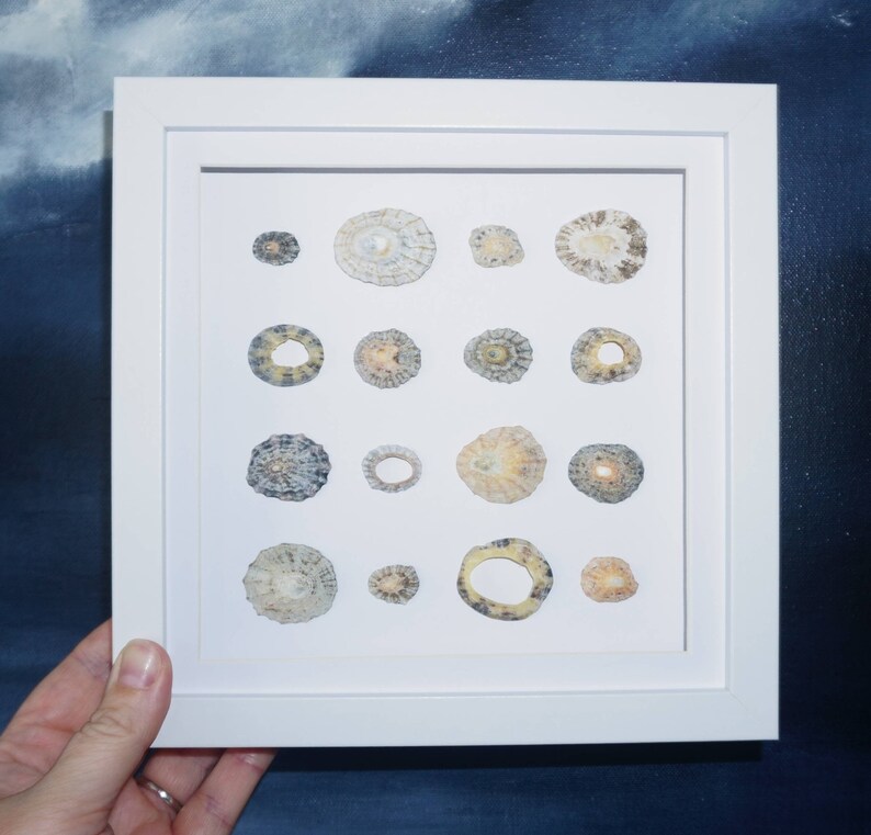 Shell Coastal Art Beach Art Seashell Gift Home Decor - Etsy