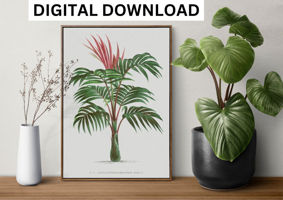 Vintage Palm Tree Poster of Les Palmiers Histoire Iconographique 1878 ...