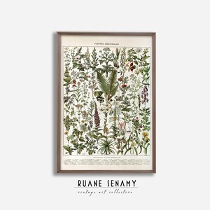 Vintage Principales Plantes Medicinales Poster, Ferns Antique Botanical ...