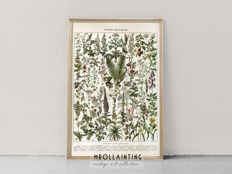 Vintage Principales Plantes Medicinales Poster, Ferns Antique Botanical ...