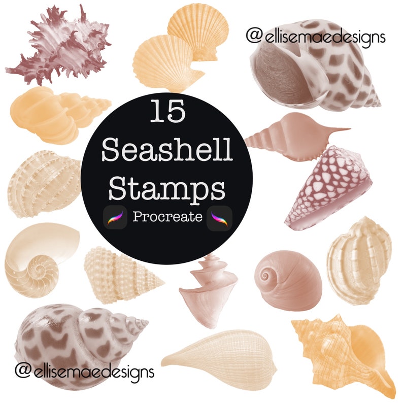 Seashell Procreate Realistic Sea Shell Procreate Stamps Brushes Stamp Brush Drawing Sketch Ocean ...