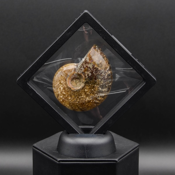 Ammonite Display Stand - Etsy