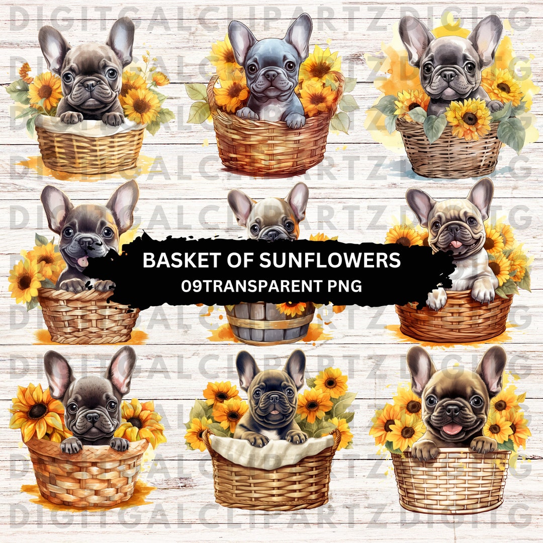 Watercolor Sunflowers & French Bulldog Puppies Clip Art- 09 Transparent ...