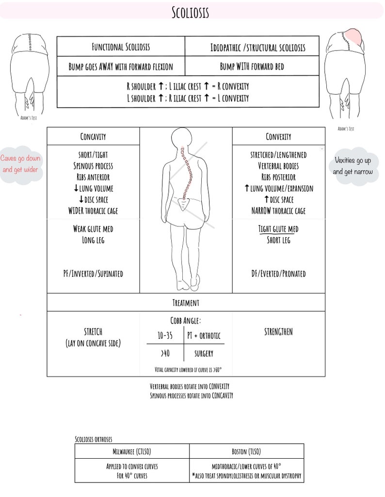 SPT Charts | PT School Study Notes | NPTE Exam Prep | Instant Download ...
