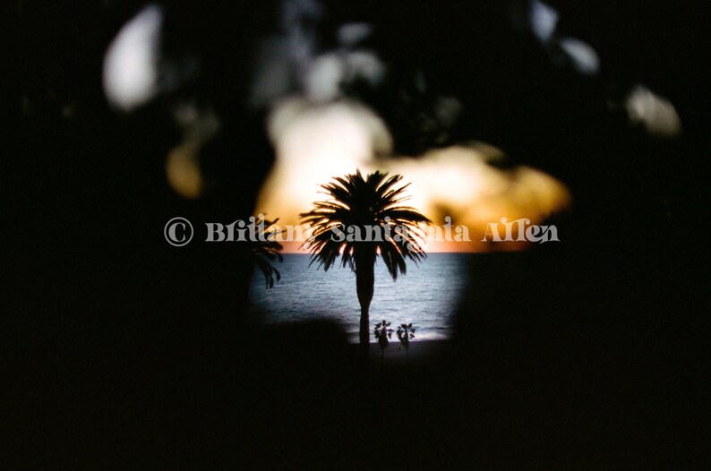 35mm Film Photography Print || California Palm Trees - Etsy
