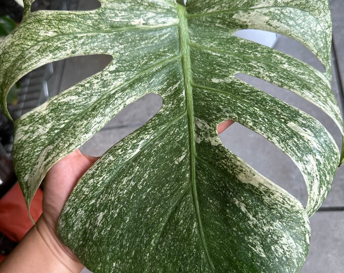US Seller Monstera Deliciosa White Monster (large Form) Monstera Mint ...