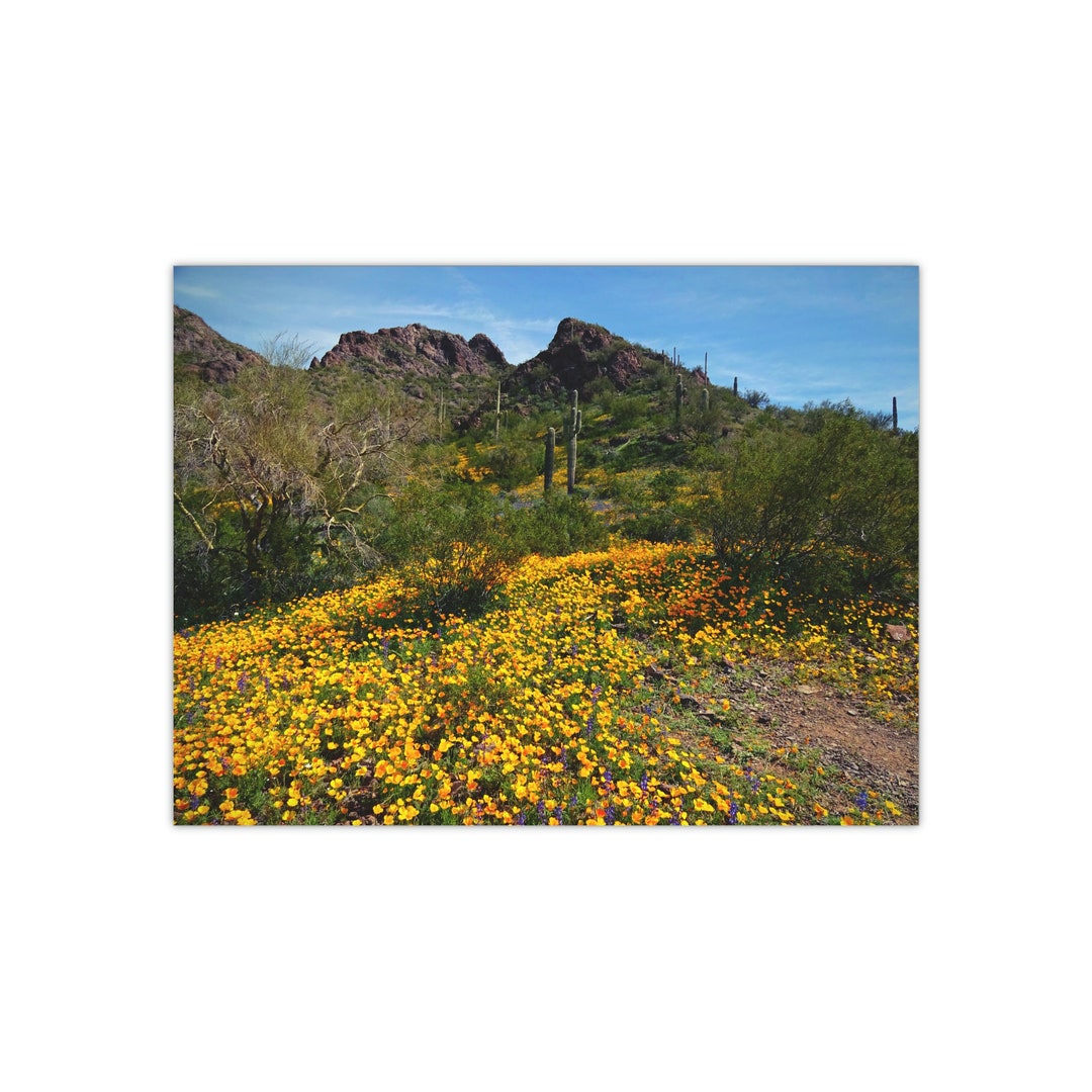 Arizona Poster Print- Desert Wildflowers; Southwest Photography, Wall ...