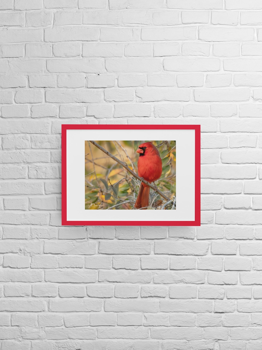 Red Northern Cardinal Digital Download / Instant Download .JPG ...