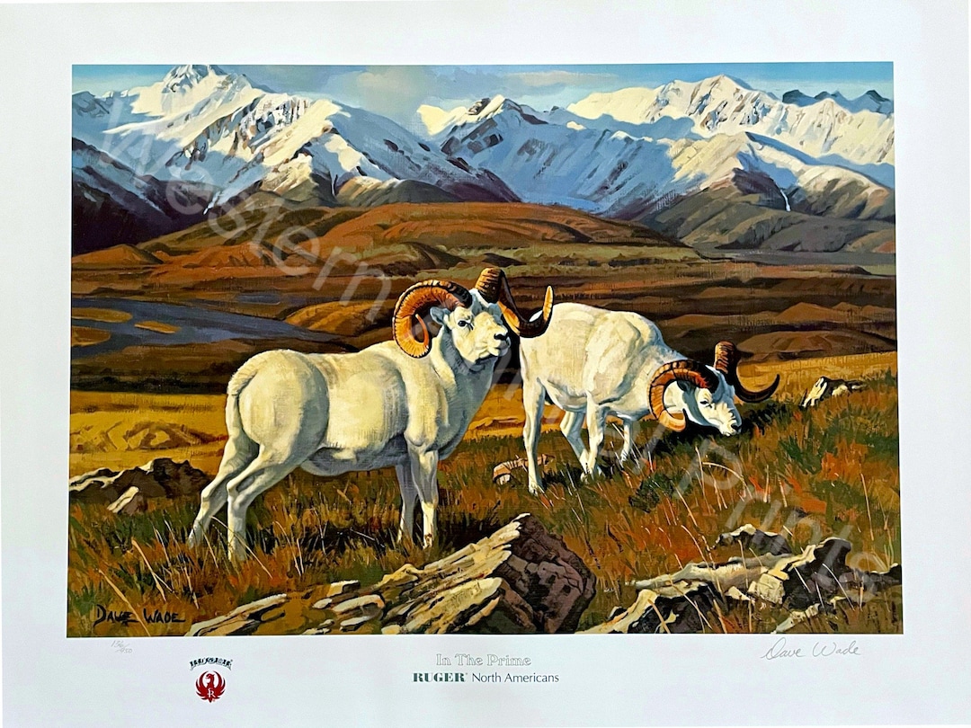 In the Prime by David Wade – Big Horn Rocky Mountain Sheep – Wall Art ...