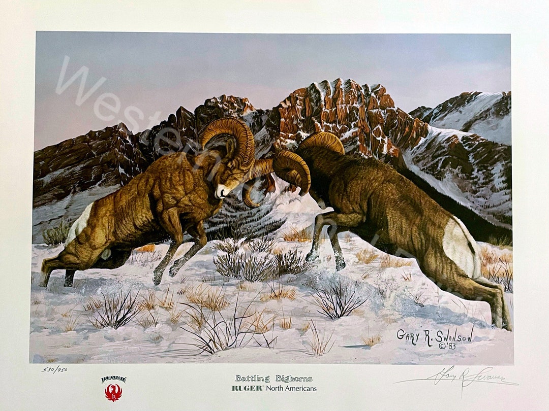 Battling Bighorns by Gary R Swanson – Rocky Mountain Sheep – Wall Art ...