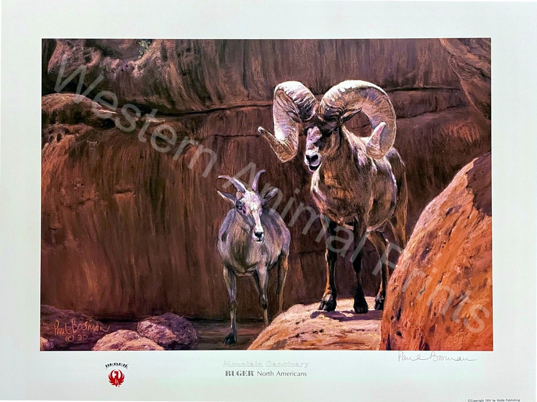 Mountain Sanctuary by Paul Bosman – Rocky Mountain Big Horn Sheep on ...