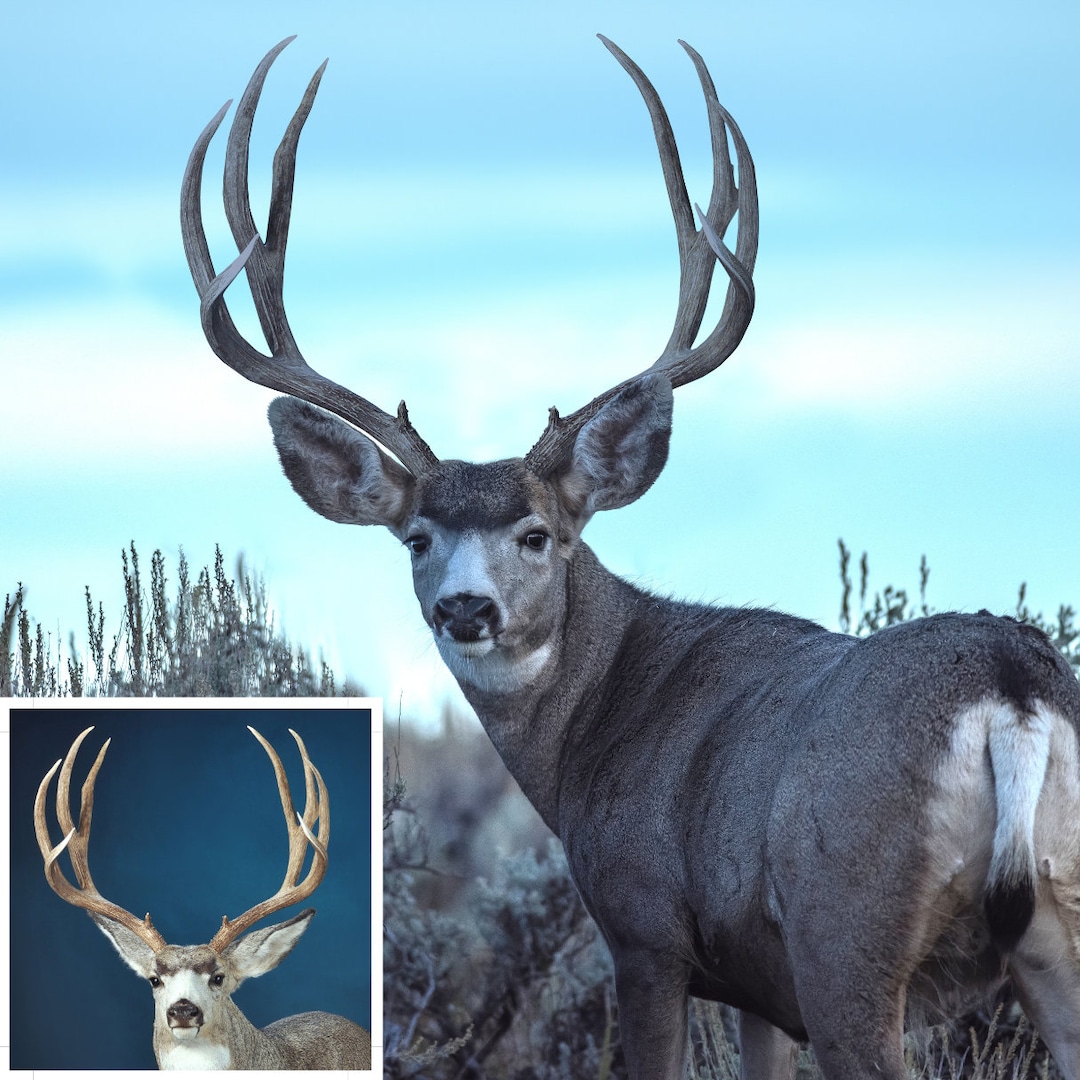 Digital Taxidermy: the Perfect Gift for Hunters - Virtual Taxidermy - Etsy