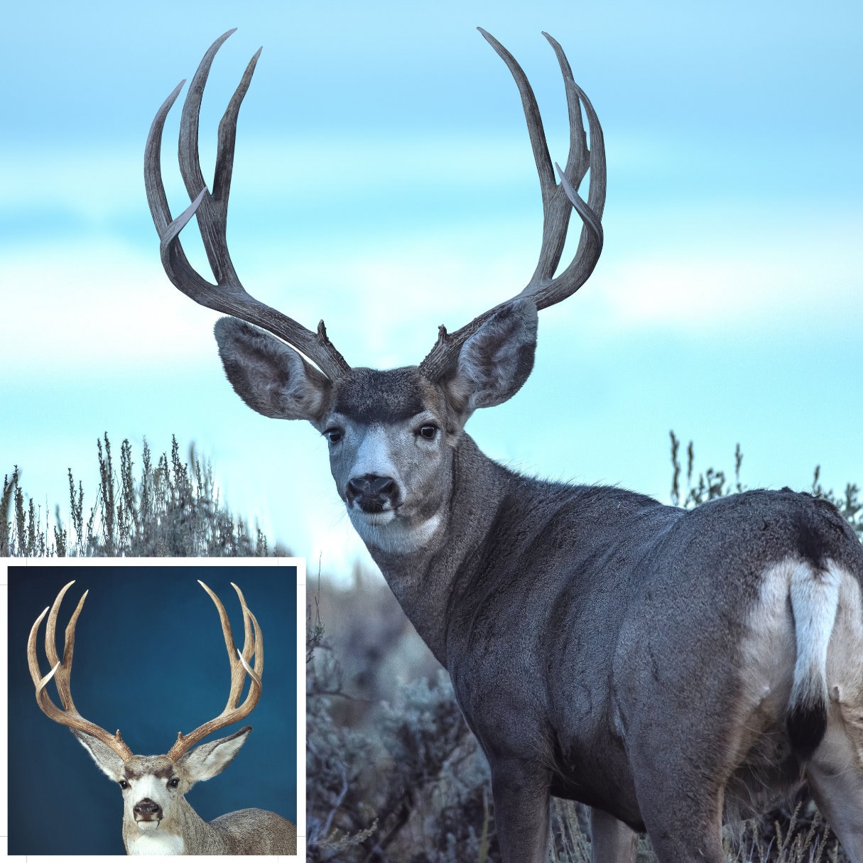 Digital Taxidermy: the Perfect Gift for Hunters - Virtual Taxidermy - Etsy