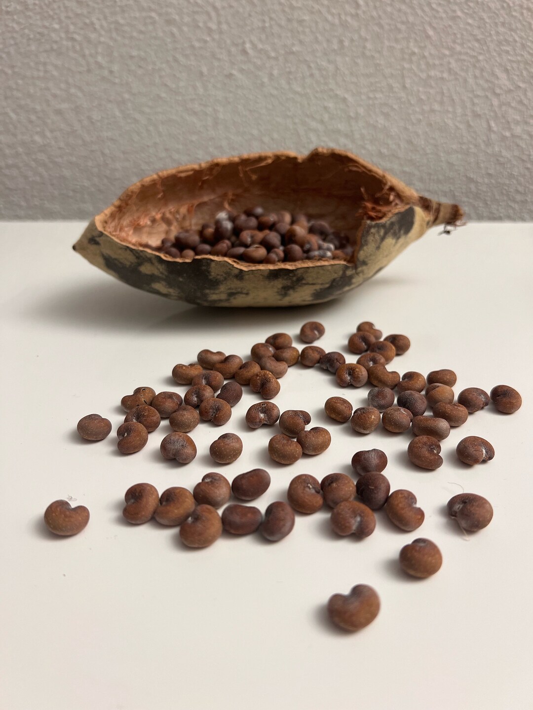 Baobab Seeds (adansonia Digitata): Grow Your Own Natural Oasis With Our ...