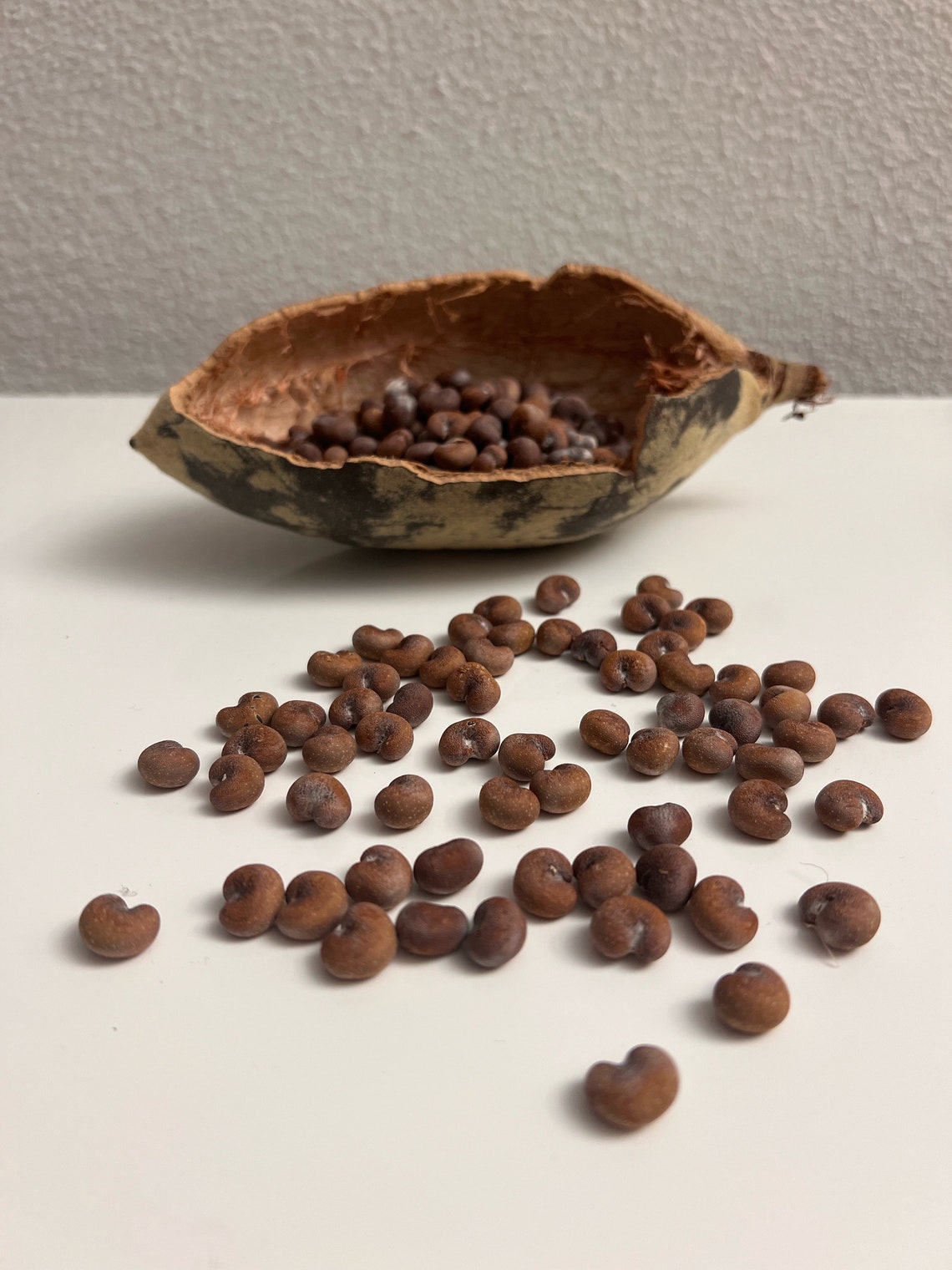 Baobab Seeds (adansonia Digitata): Grow Your Own Natural Oasis With Our ...