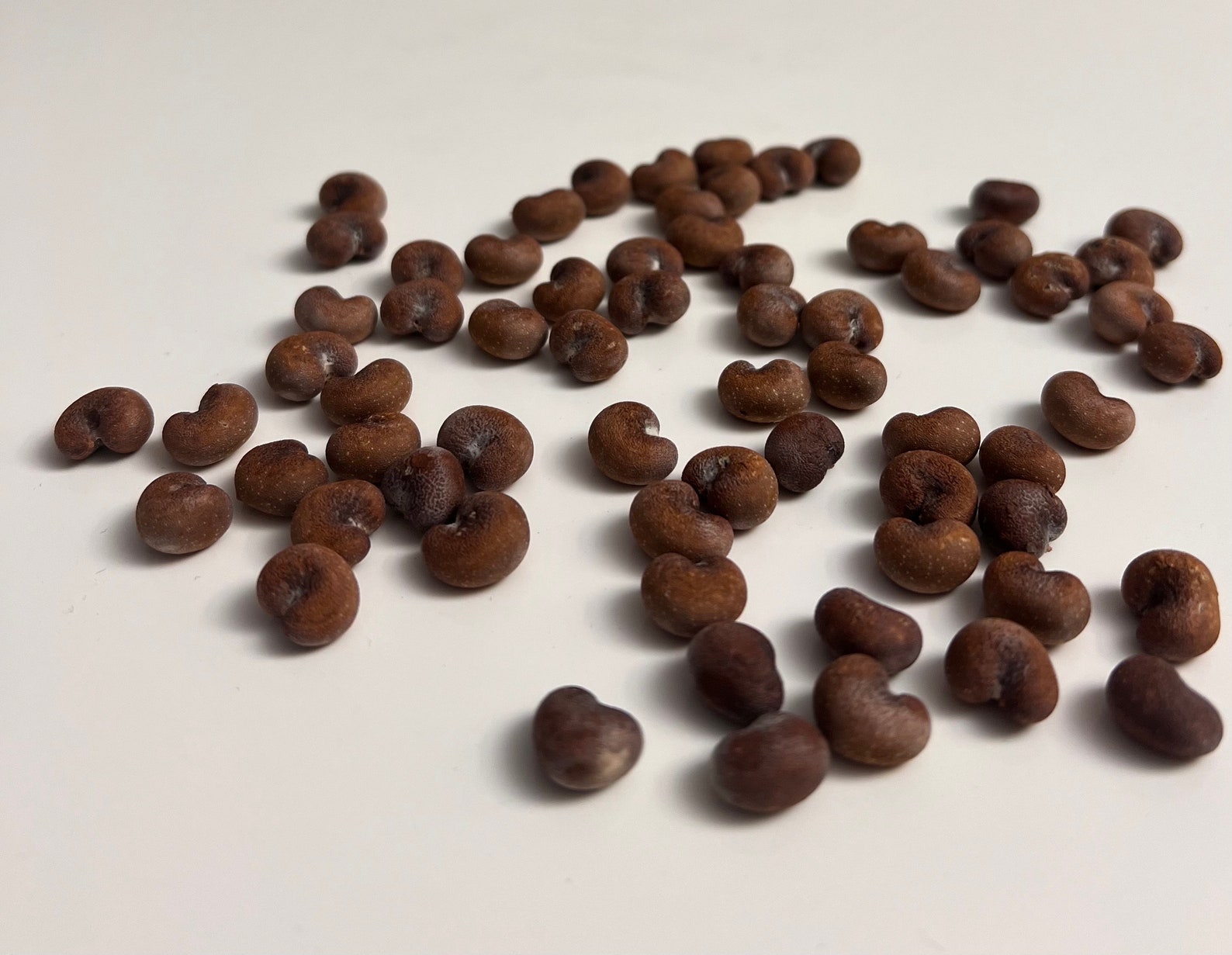 Baobab Seeds (adansonia Digitata): Grow Your Own Natural Oasis With Our ...