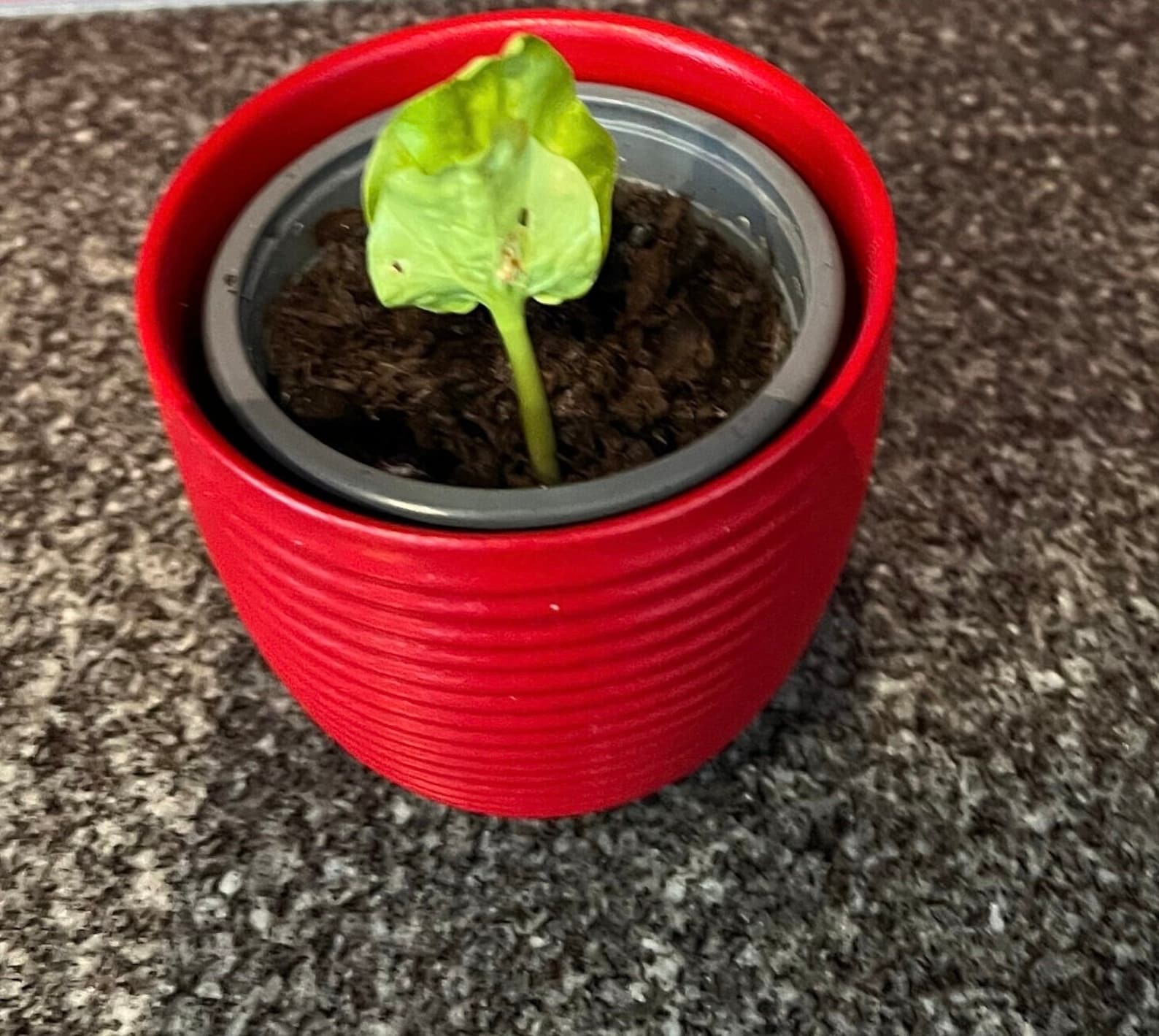 Baobab Seeds (adansonia Digitata): Grow Your Own Natural Oasis With Our ...