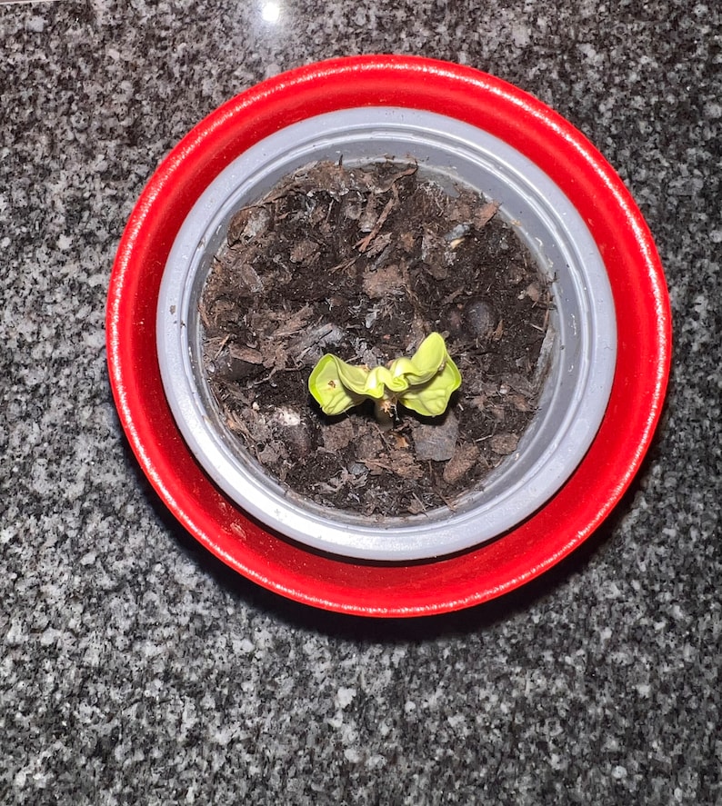 Baobab Seeds (adansonia Digitata): Grow Your Own Natural Oasis With Our ...