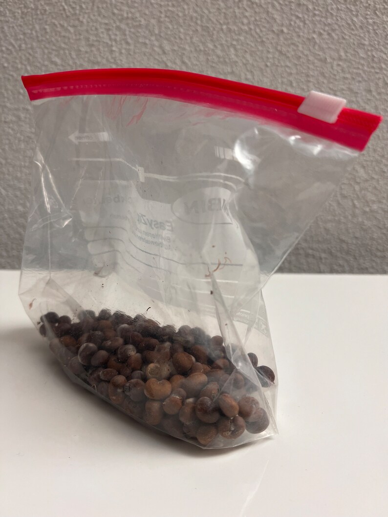 Baobab Seeds adansonia Digitata: Grow Your Own Natural Oasis With Our ...