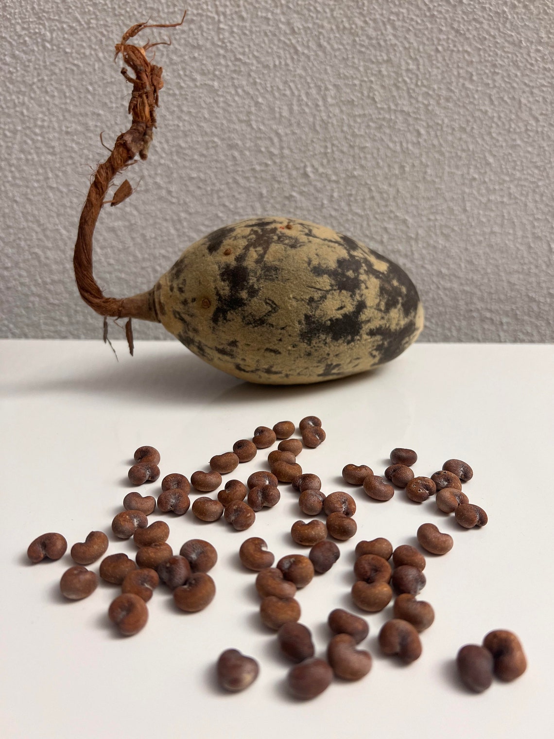 Baobab Seeds (adansonia Digitata): Grow Your Own Natural Oasis With Our ...