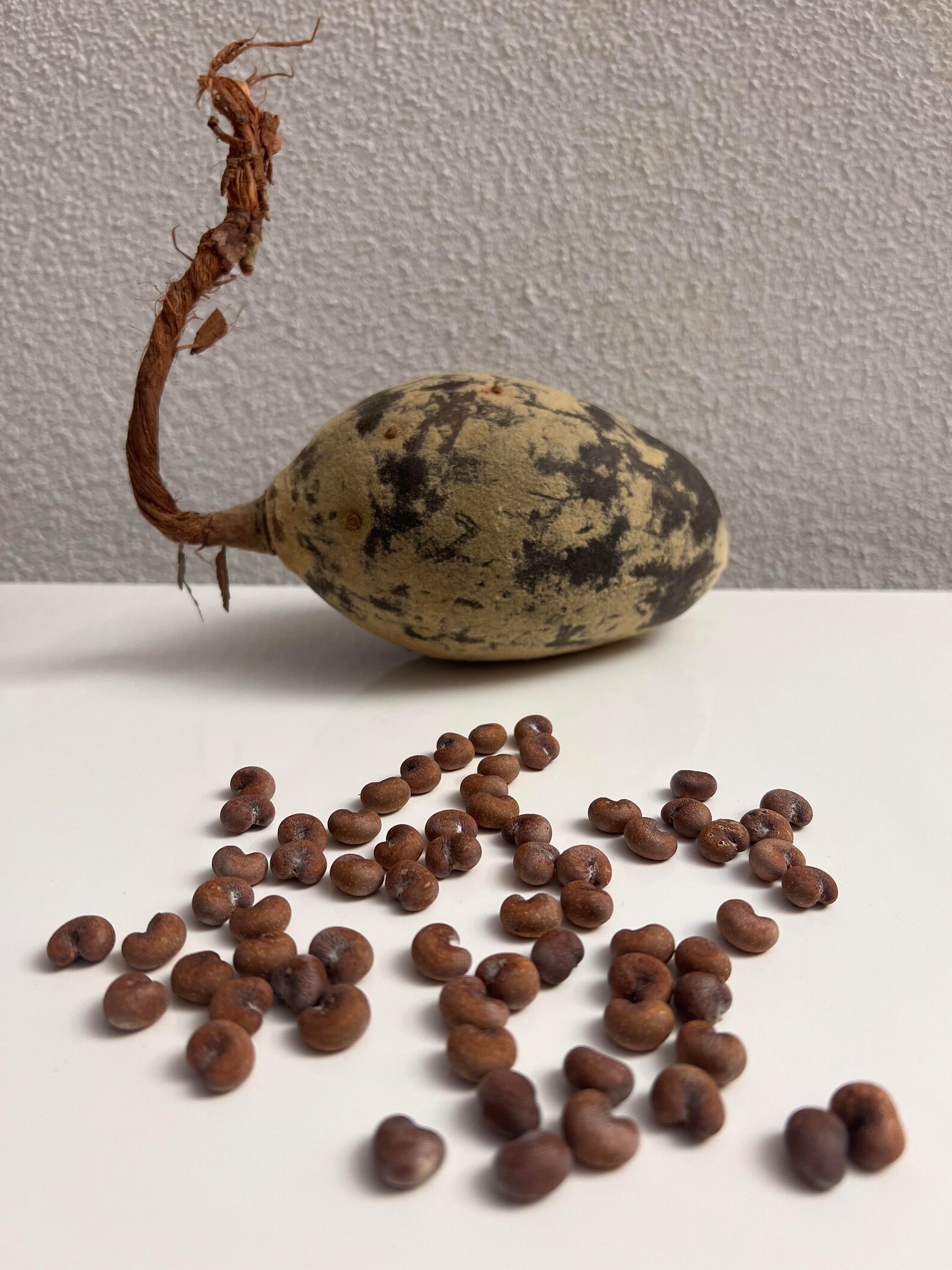 Baobab Seeds (adansonia Digitata): Grow Your Own Natural Oasis With Our ...