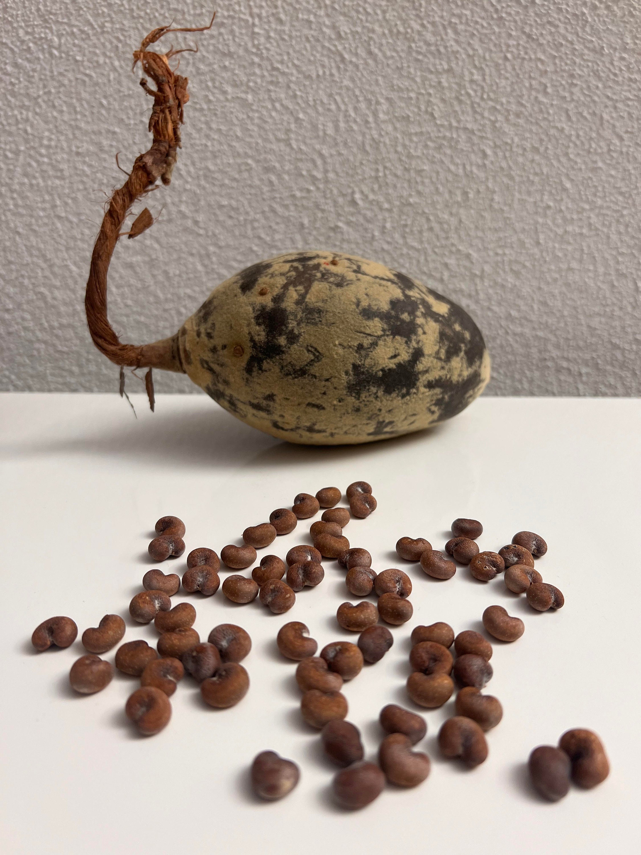 Baobab Seeds (adansonia Digitata): Grow Your Own Natural Oasis With Our ...