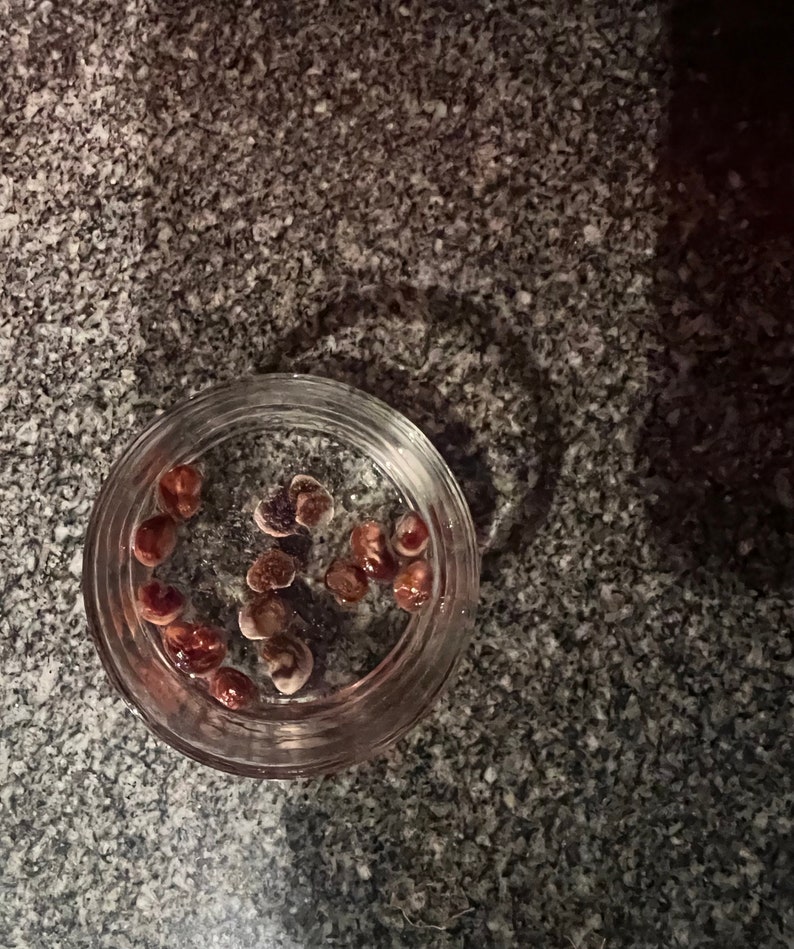 Baobab Seeds (adansonia Digitata): Grow Your Own Natural Oasis With Our ...