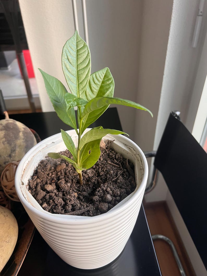 Baobab Seeds (adansonia Digitata): Grow Your Own Natural Oasis With Our ...