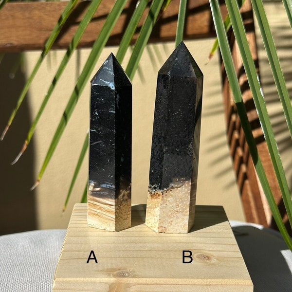 Petrified Palm - Etsy