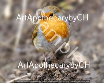 Robin Photograph - Etsy